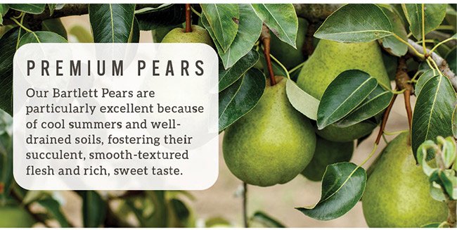Bartlett Pears