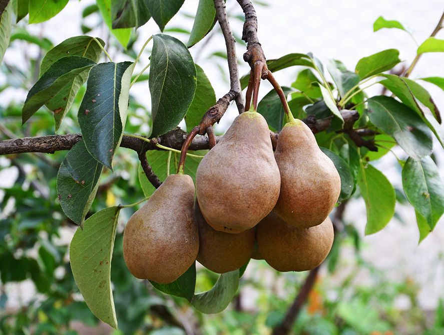 Pear Variety Sampler Box