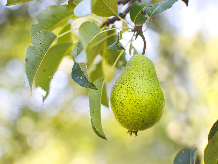 Bartlett Pears