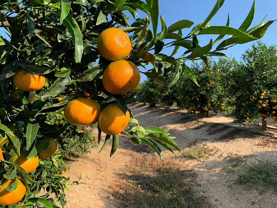 Clementines | Pittman & Davis