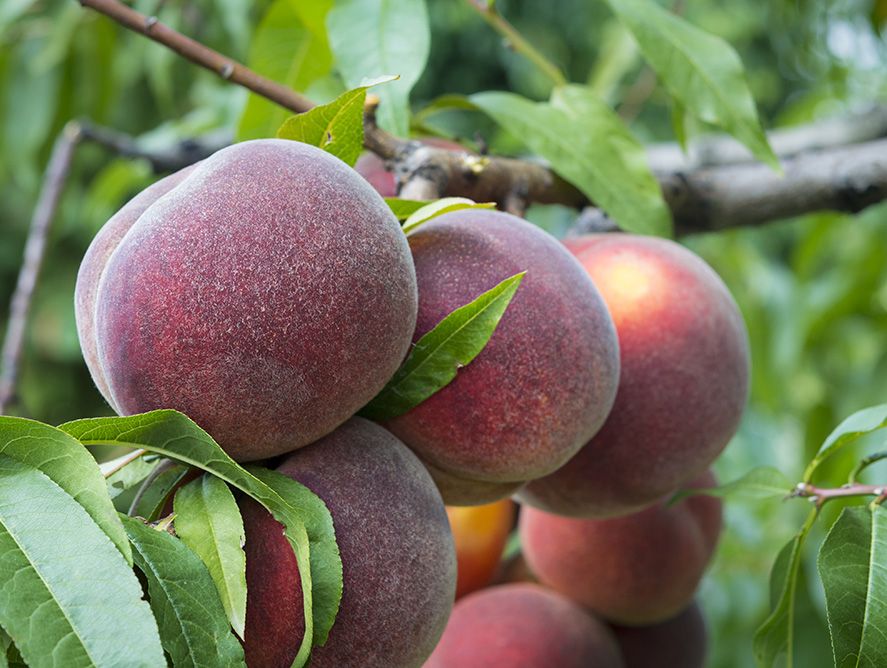 Georgia Peaches