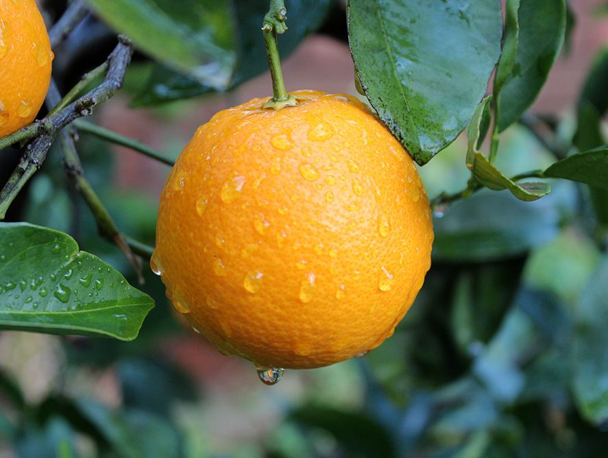 Navel Oranges