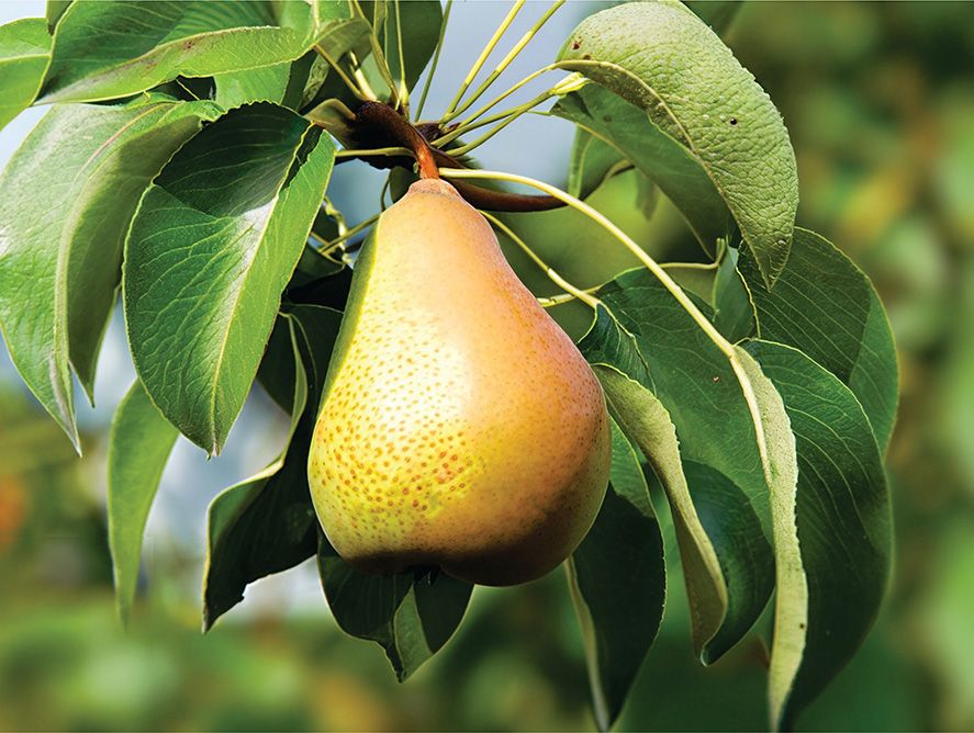 Lil' Princess Pears - Baby Comice, Perfect for snacking | Pittman & Davis