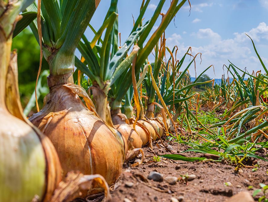12 Lbs. Sweet Georgia Onions