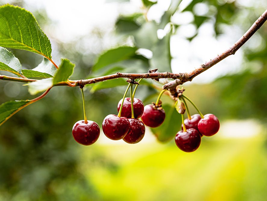 Bing Cherries