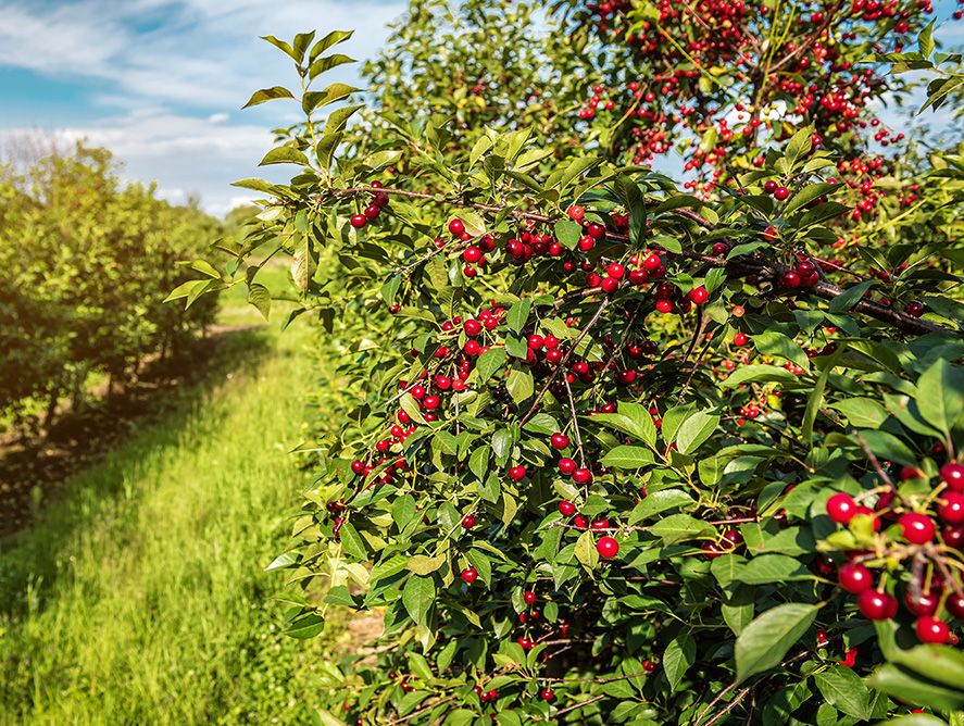 Bing Cherries