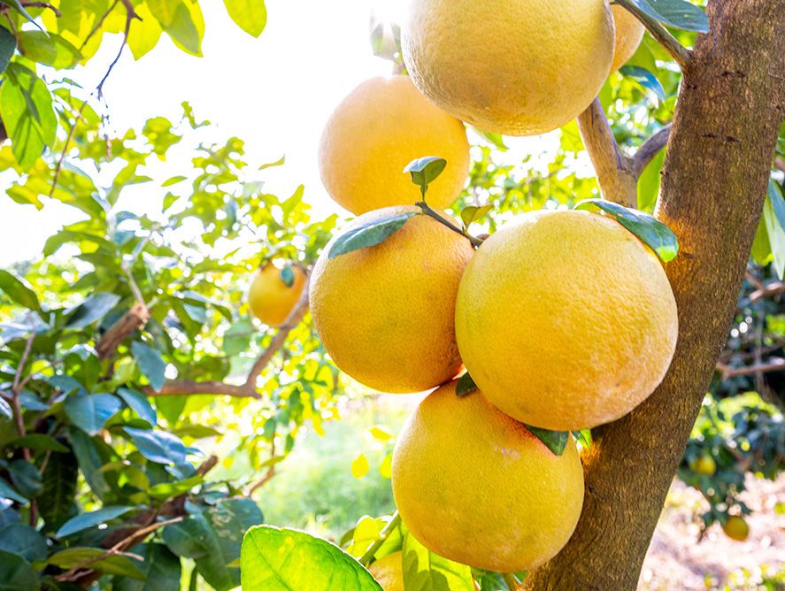 Citrus Supply Club: Mixed Navel Oranges and Grapefruit