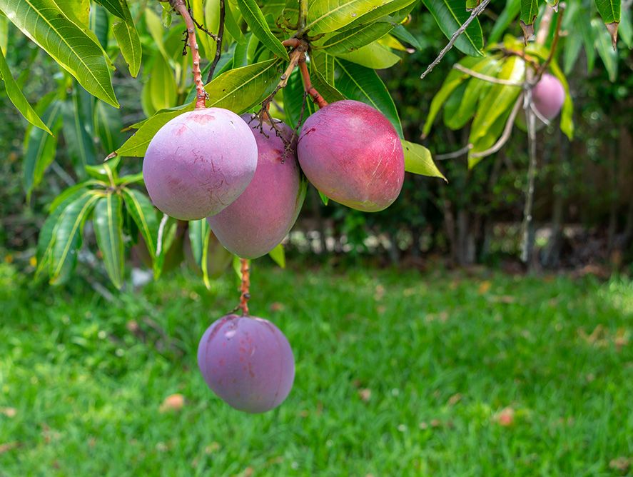 Best Mango Trees For Florida Carrie Mango | Tropical Fruit Tree | Sow