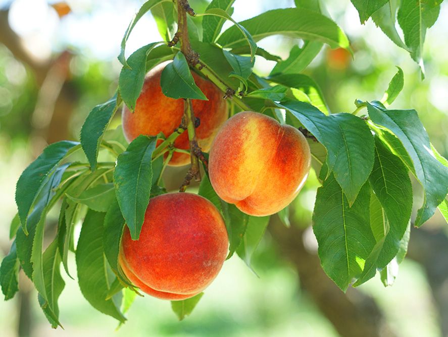 Georgia Peaches | Buy Fresh Georgia Peaches Online | Order Farm-Fresh ...