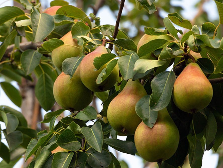 Lil' Princess Pears - Baby Comice, Perfect for snacking | Pittman & Davis