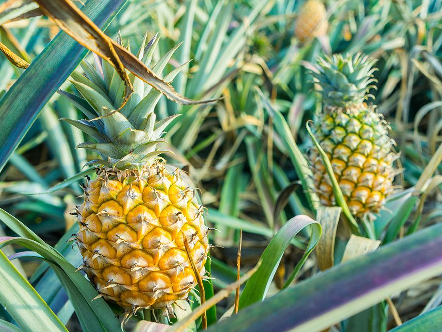 Paradise Pineapples