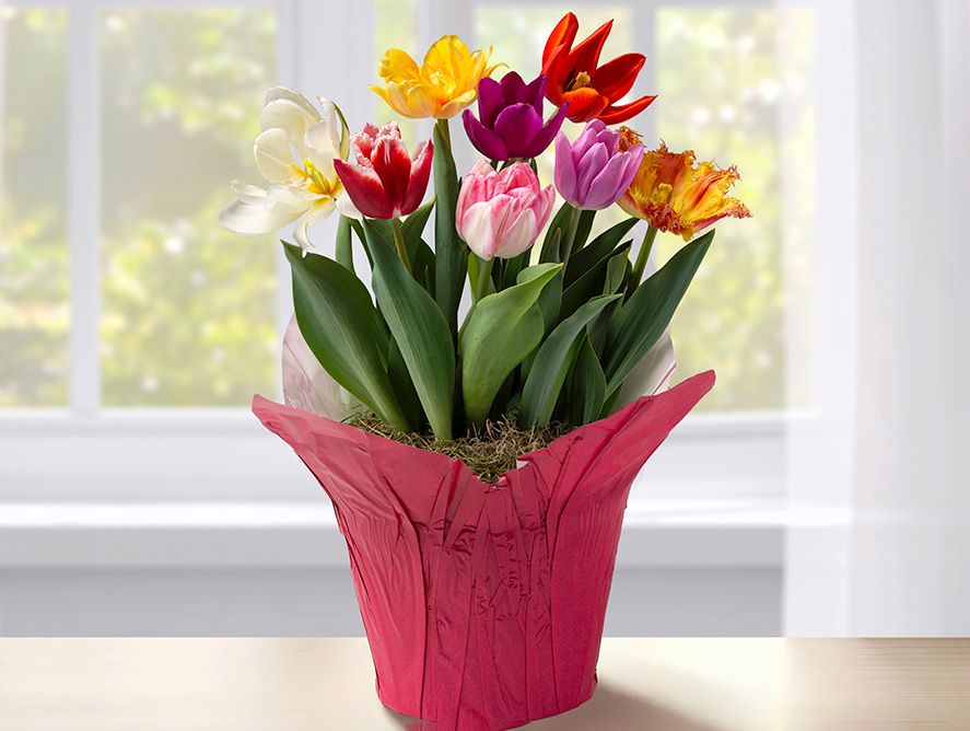 Tulip Bulb Garden | Pittman & Davis