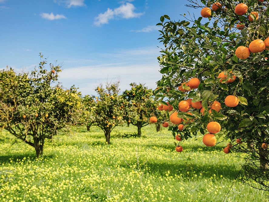 Triple Variety Citrus Assortment