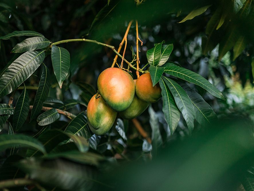 Tropical Mangoes | Buy Tropical Mangoes Online | Buy Mangoes