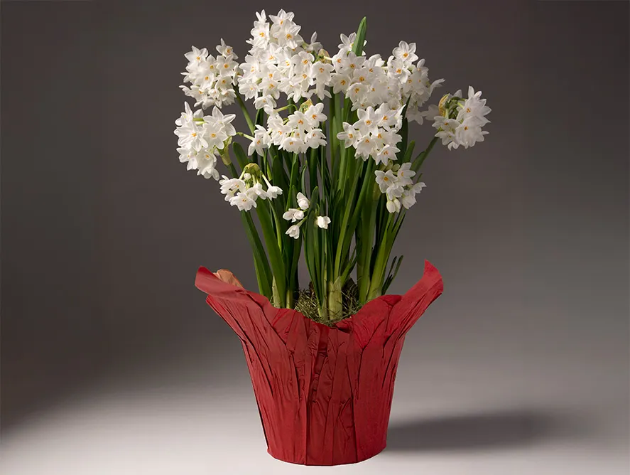 Christmas Cheer Paperwhite Bulb Garden