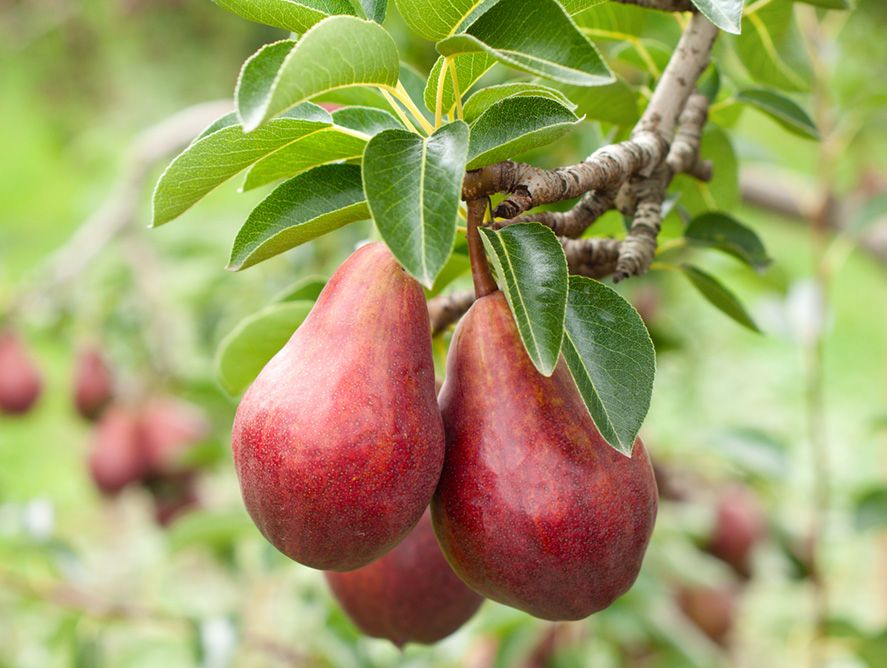 12 Starkrimson Pears